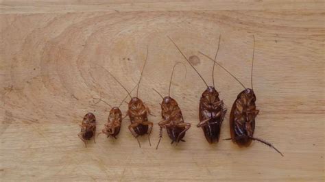 Identifying Beetles And Other Bugs That Look Like Cockroaches