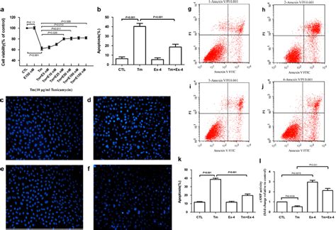 The Effects Of Exendin 4 On The Cell Viability Cell Apoptosis And The