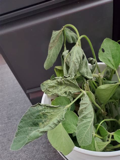 Soybean Insect Vectored Internal Stem Root Disease Monitoring Now