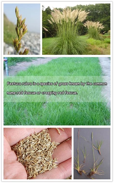 Festuca Rubra Seedsred Fescue Seedscreeping Red Fescue Seeds For Lawn
