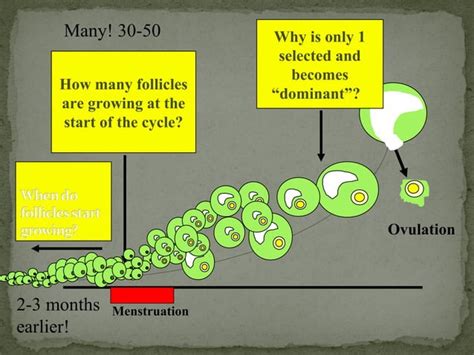 Menstraul Cycle Ppt