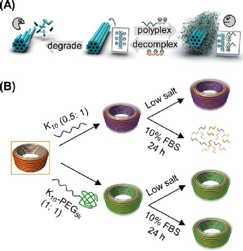 Protection Of Dna Nanostructures From Nuclease Digestion And