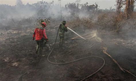 Kebakaran Hutan Di Indonesia Berita Hutan Saat Ini Lesanesagilles