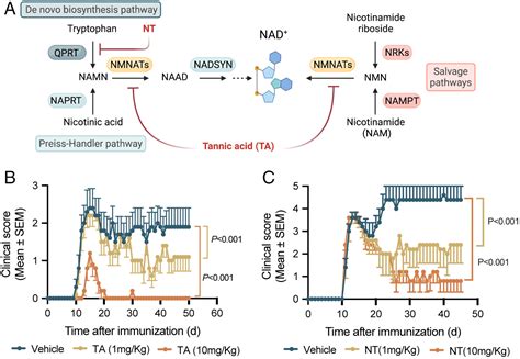 nad metabolism drives astrocyte proinflammatory reprogramming in