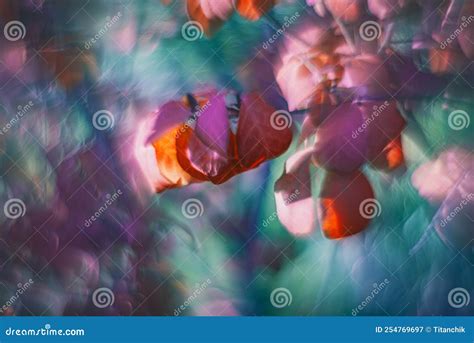 Flowers Soft Focus Effect Depth Of Field Stock Image Image Of
