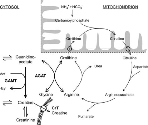 1 The Metabolic Pathway Of Creatinephosphocreatine Adohcy