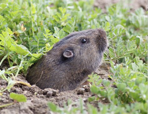 Gopher Control Frequently Asked Questions Utah Gopher Control