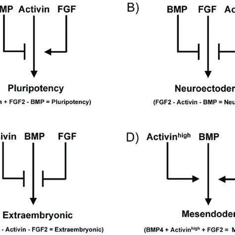 Cell Signalling Pathways Controlling Cell Fate Specification Of