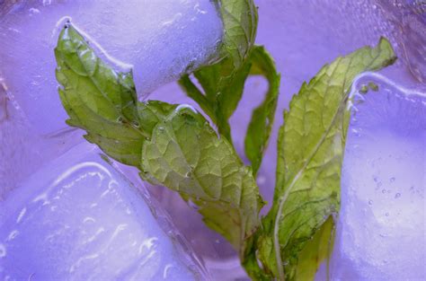 무료 이미지 사진술 꽃잎 얼음 식품 녹색 목초 생기게 하다 야채 플로라 민트 닫다 블랑코 싸구려 이탈리아 적 포도주 히엘로 멘타 매크로 사진