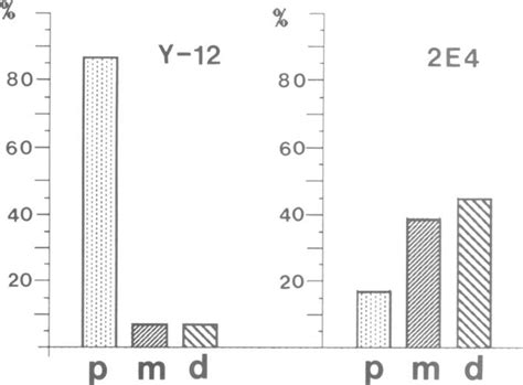 The Distribution Of Snrnp Proteins Left And An Hnrnp Protein Right