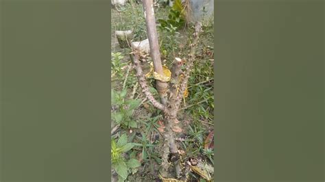 গুলাপ ফুল গাছেরপরিচর্যা 😍 Bagan Ytshorts Agriculture Gardening