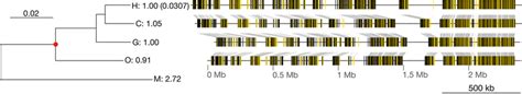 Par1 Phylogenetic Tree And Sequence Alignment Between Great Ape