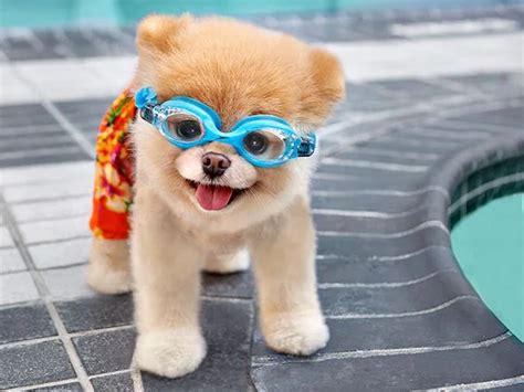 Fotos 40 Cachorros De Los Que Te Vas A Enamorar Mujerhoy