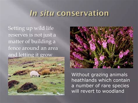 In Situ And Ex Situ Conservation Ppt