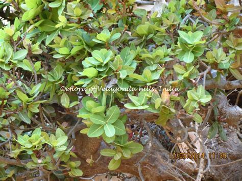 Isonandra Villosa Eflora Of India