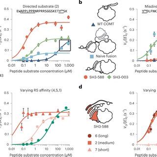 Steady State Kinetics Analysis Of The Designed Enzymes A B Plot Of Download Scientific Diagram