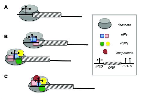 Distinct Role Of Initiation Factors Eifs And Rna Binding Proteins