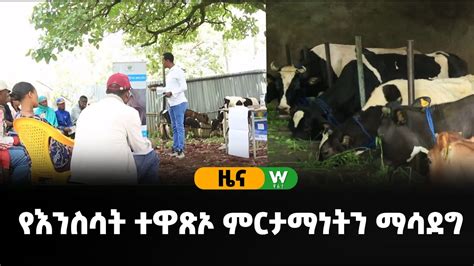 የእንስሳት ተዋጽኦ ምርታማነትን ማሳደግ Youtube
