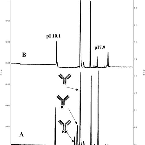 Cief Analysis For Cho Ab3 Papain Digestion The Isoforms Of Cho Ab3 Are