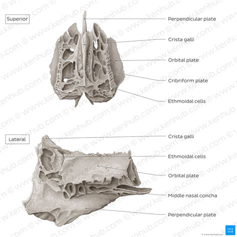 Ethmoid Bone Encyclopedia Learn Anatomy 3d Models 59 Off