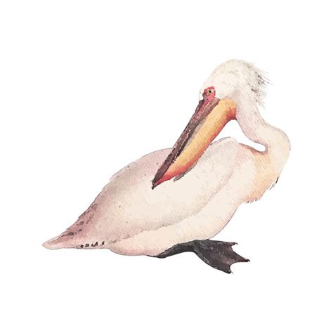 Ilustração em vetor aquarela pelicano Vetor Premium