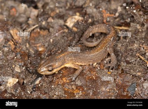 Smooth Newt Triturus Vulgaris Lissotriton Vulgaris Juvenile On Muddy Ground Germany Stock