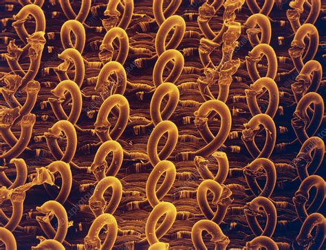 SEM Of Part Of Hooks And Loops Fastener Stock Image H120 0002 Science Photo Library