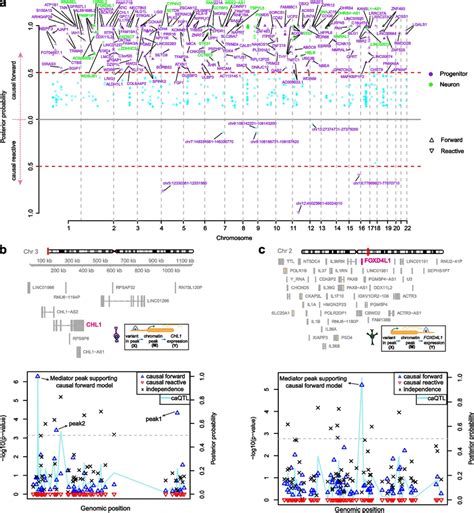 cell type specific gene regulation mediated by chromatin accessibility