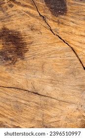 545 Bark Anatomy Royalty Free Images Stock Photos Pictures Shutterstock