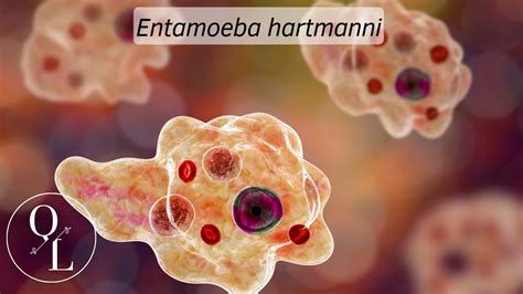 9 Entamoeba Hartmanni Youtube