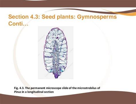 Solved Section 43 Seed Plants Gymnosperms Conti Fig