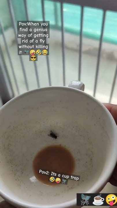 I Found This Genius Way Of Getting Rid Of A Fly Without Even Killing It