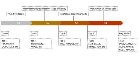 人肾类器官分化试剂盒 类器官培养基 弗元生物rc200134 960化工网