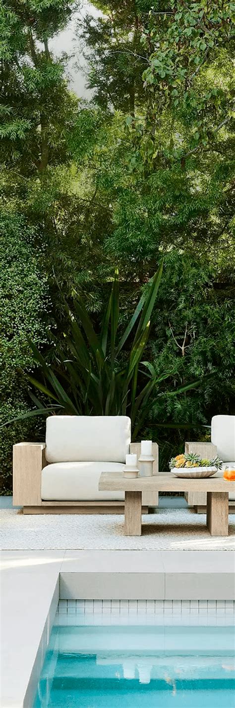 დეკორატიული ზეთის ხილის ხე ქოთანში