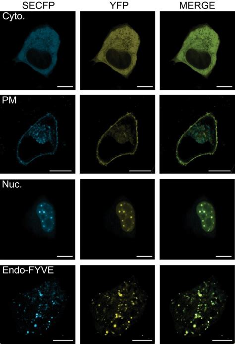 P38 Biosensor Platform Localized To Subcellular Compartments A Download Scientific Diagram