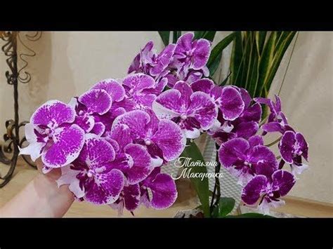 Шикарная ОРХИДЕЯ Шоколад биг лип Phalaenopsis Chocolate цветение ...