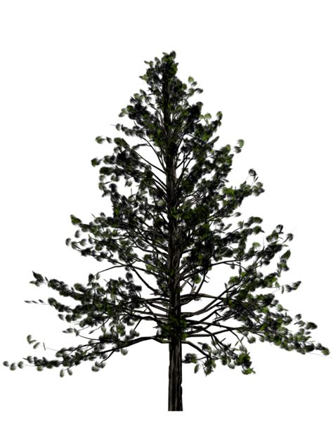 Free Architecture Trees Png Download Free Architecture Trees Png Png