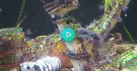Chinese Hillstream Loach Album On Imgur