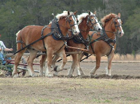 10 Of The World S Most Beautiful Draft Horse Breeds And Heavy Horses