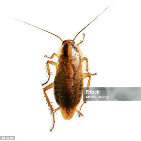 Adult Red Cockroach Macro Isolated On White With Shadows View From