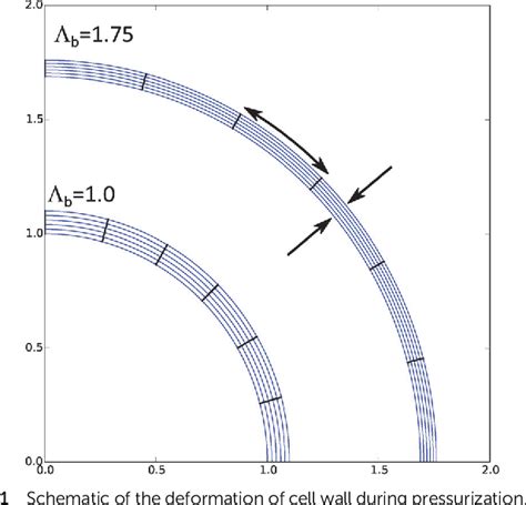 Figure 1 From Hyperelastic Models For Hydration Of Cellular Tissue † Semantic Scholar
