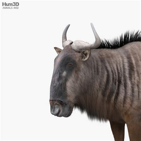 누 3d 모델 다운로드 포유류 On