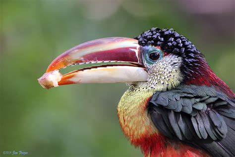 The Curl Crested Araçari Is A Species Of Toucan Knight Of