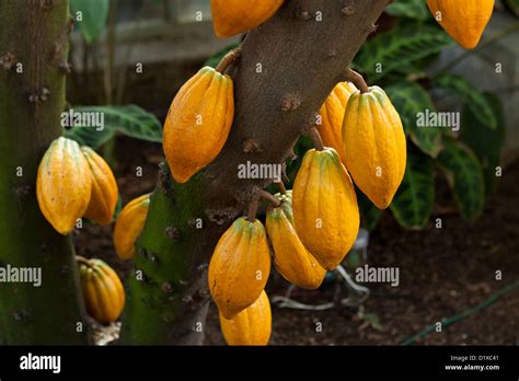Cacao tree fruit pod Fotos und Bildmaterial in hoher Auflösung Alamy