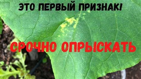 На листьях огурца появились желтые пятна Срочно опрыскайте Youtube