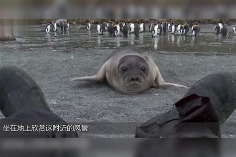 小海豹靠近男子闻了闻鞋子，都快熏哭了，这也太惨了都快熏鞋子男子