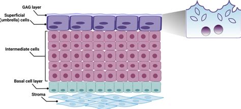 尿路上皮：抵御恶劣环境的多方面屏障 mucosal immunology x mol
