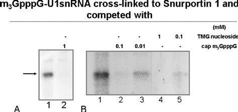 Snurportin 1 Binding To M 3 Gpppg Cap Is Inhibited In The Presence Of