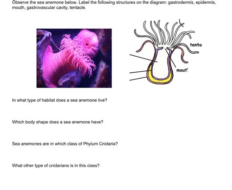 Solved Mouth Gastrovascular Cavity Tentacle In What Type