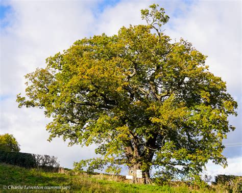 Summitsup The Darwin Oak